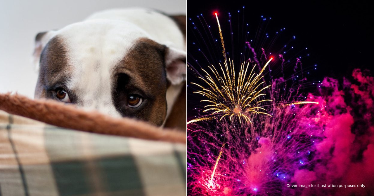 Here’s How To Care For Your Pets That Are Scared Of Fireworks During ...