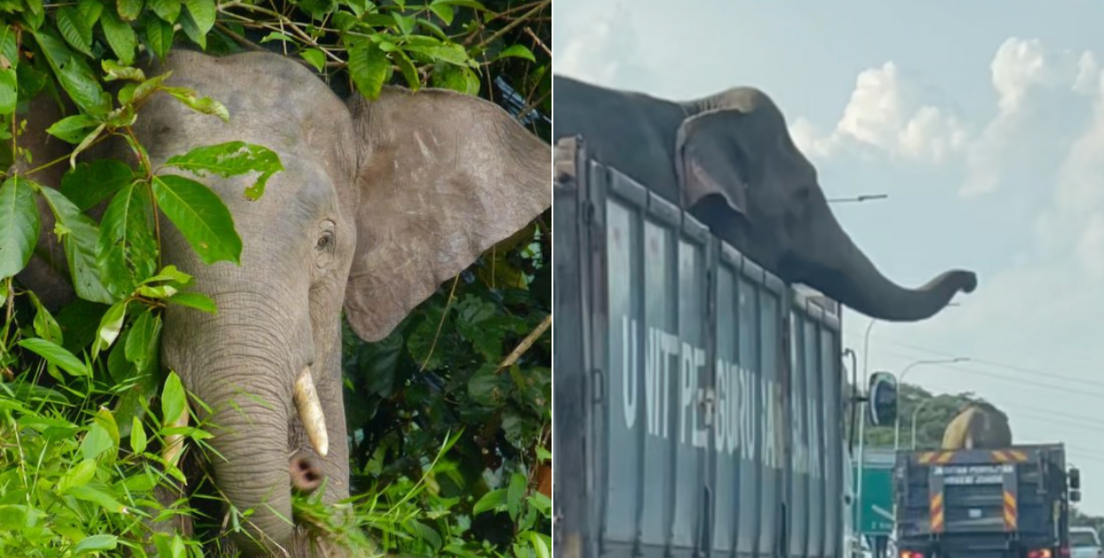 [VIDEO] This Is How Elephants Are Transported On Malaysian Roads