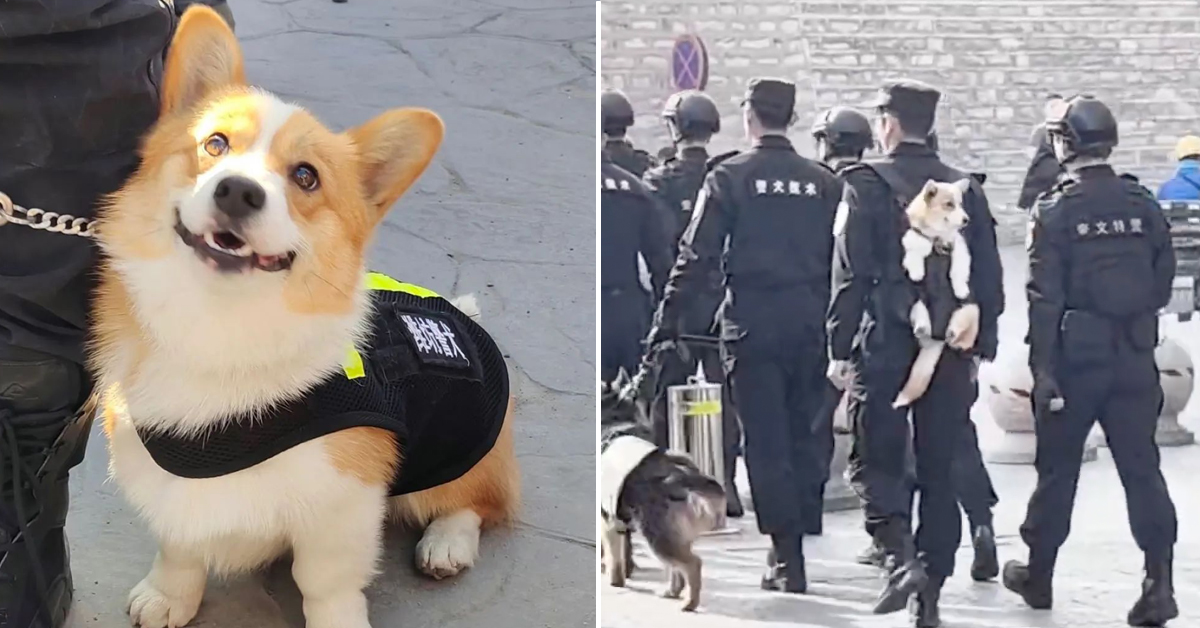China’s First Corgi Police Dog Debuts With An Adorable Smile And Short Legs