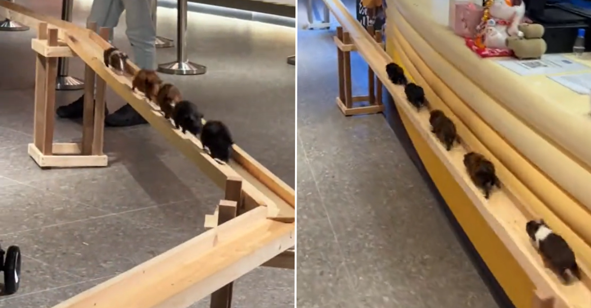 Guinea Pigs Walking In A Line, Butt To Nose, Is The Cutest Thing You’ll ...