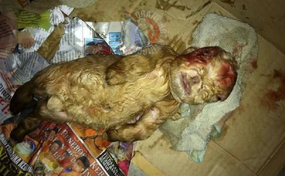 A Goat In Johor Gave Birth To A Human-Faced Kid?