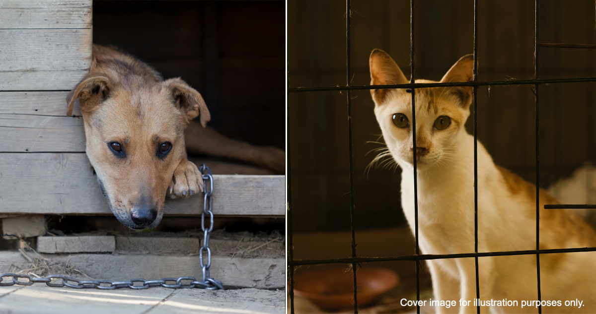 Here’s What To Do If You See An Animal Getting Abused In Malaysia