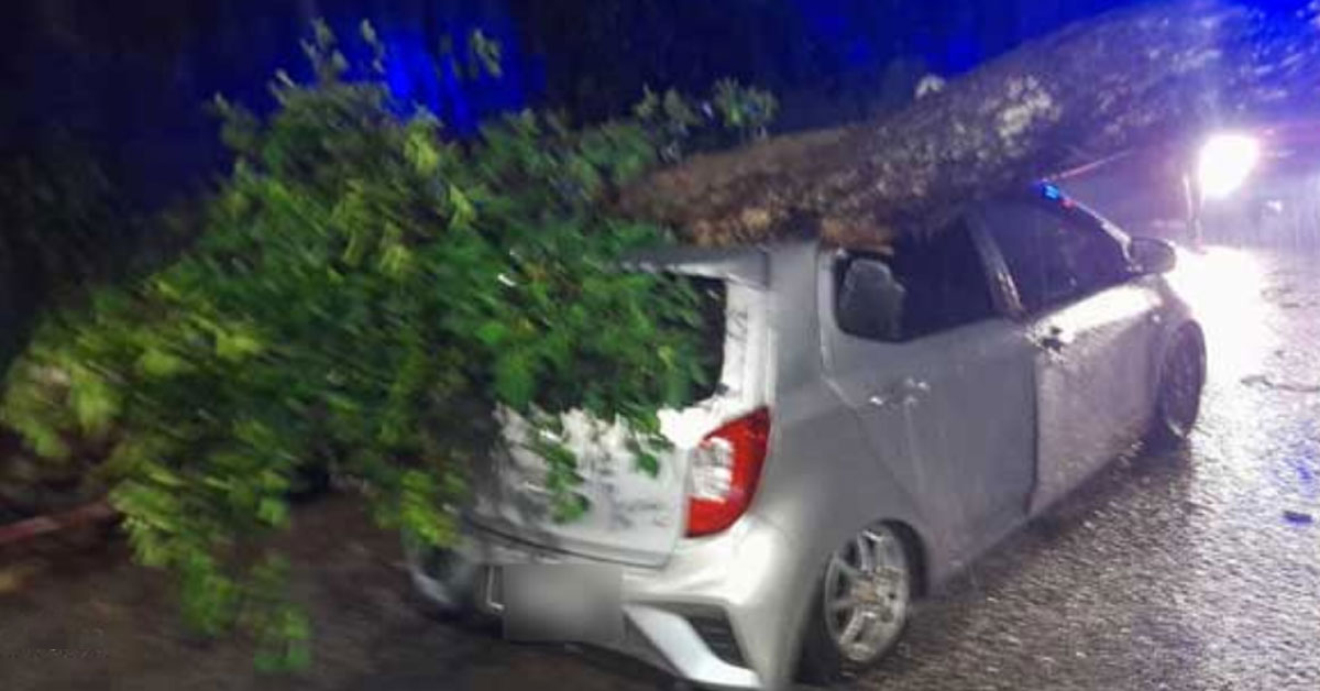 Uprooted Tree Crushes Perodua Axia & Traps Driver During Downpour In PJ