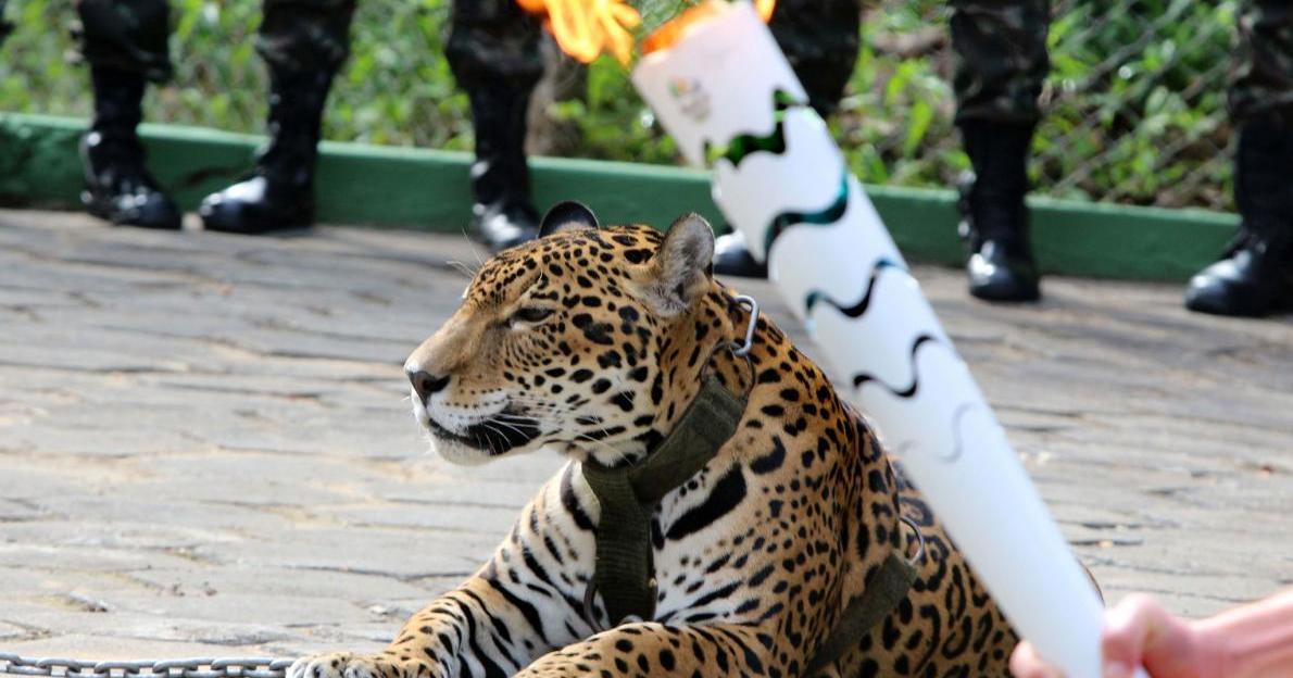 This Jaguar Was Shot Dead Shortly After Being Used In The Olympic Torch ...