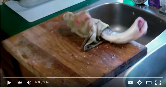 [VIDEO] That Terrifying Moment When A Headless Fish Comes Back To Life
