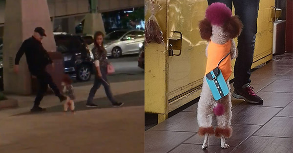 Netizens Furious At Couple Forcing Their Poodle To Walk On Its Hind ...