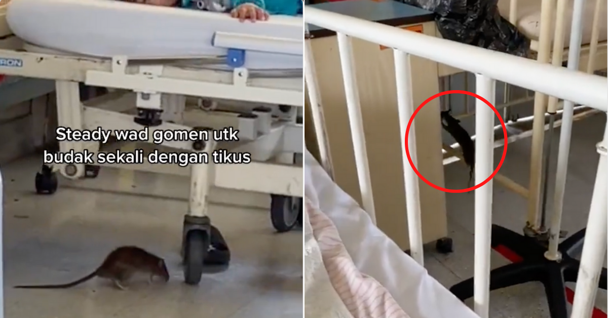 Hygiene In A Seremban Hospital Questioned After A Rat Was Filmed ...