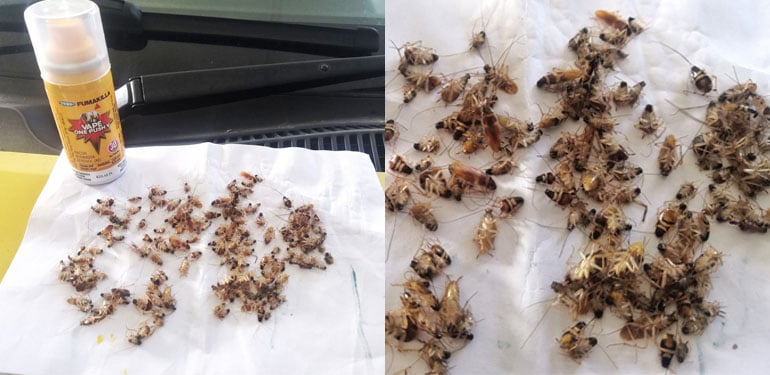 Malaysian Dad Shares Easy Hack To Kill All The Cockroaches Lurking In ...