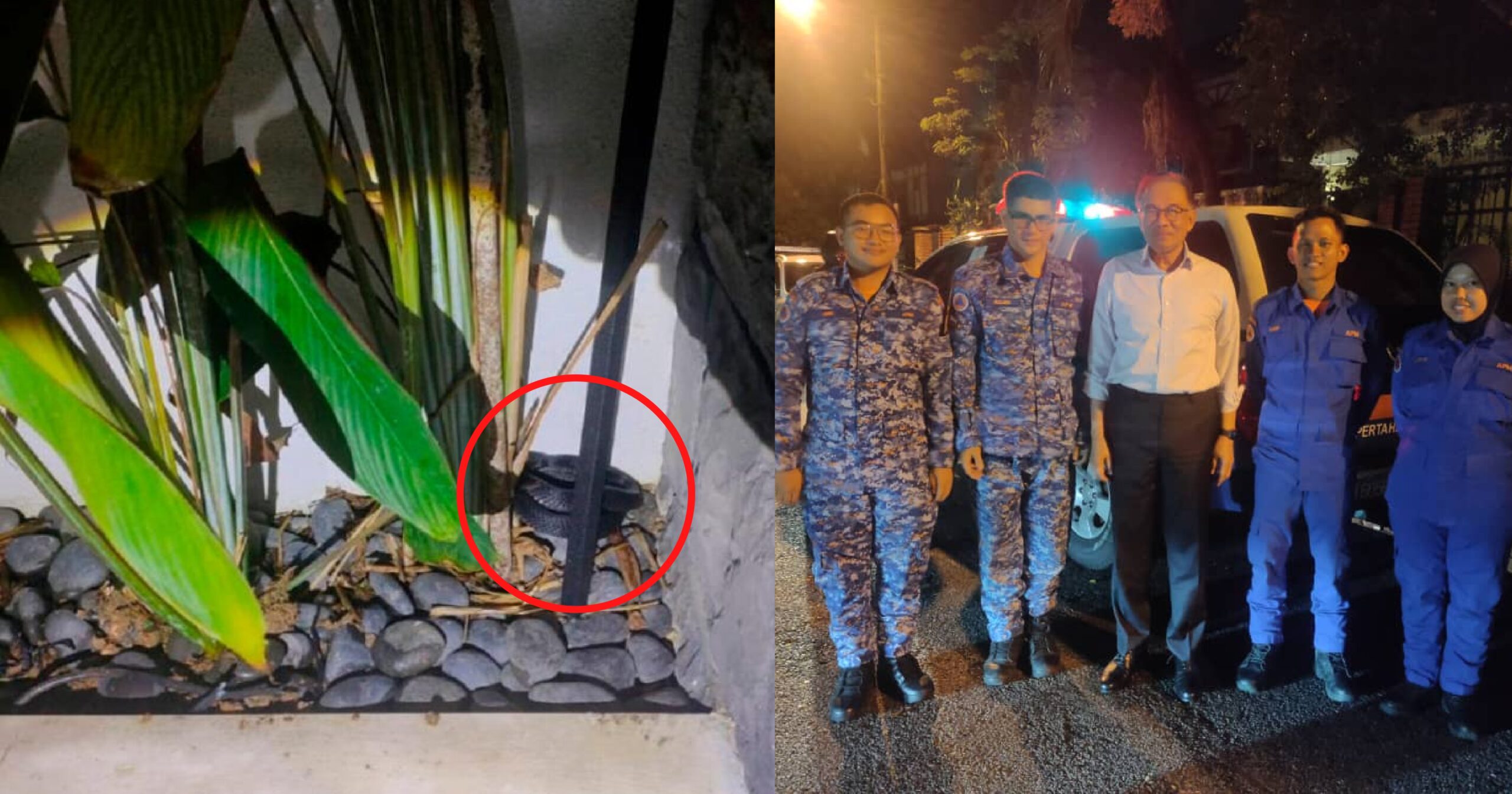 1-Metre Long Black Cobra Caught At Anwar Ibrahim’s Home