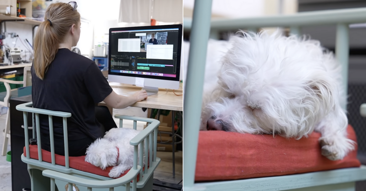 Inventor Builds Adorable Chair That Allows Your Clingy Pets To Sit With ...