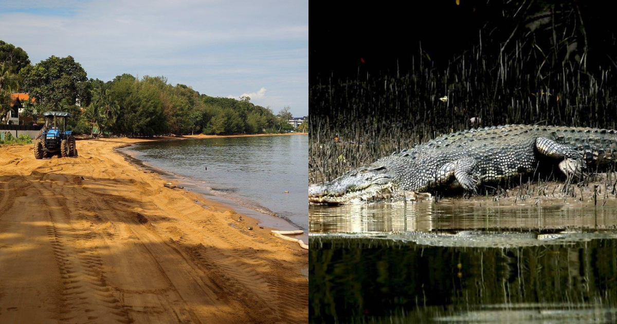 Buaya Muncul Di Pantai Port Dickson, Perhilitan Nasihat Orang Ramai ...