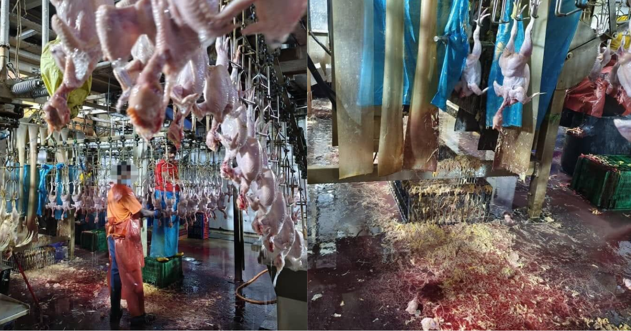 “Kembang Tekak” – Operasi Dalam Keadaan Kotor, Kilang Penyembelihan ...