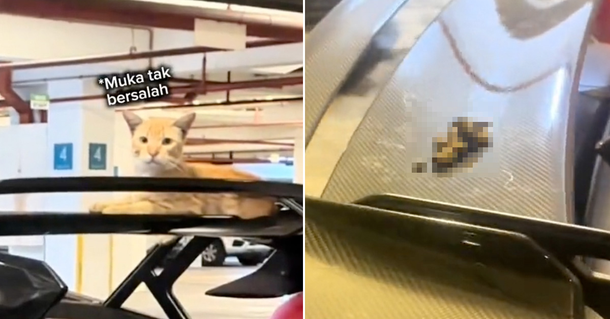 ‘Kurang Ajar’ Cat Chills On Guy’s Lambo Then Leaves Behind ‘Gift’ For Him