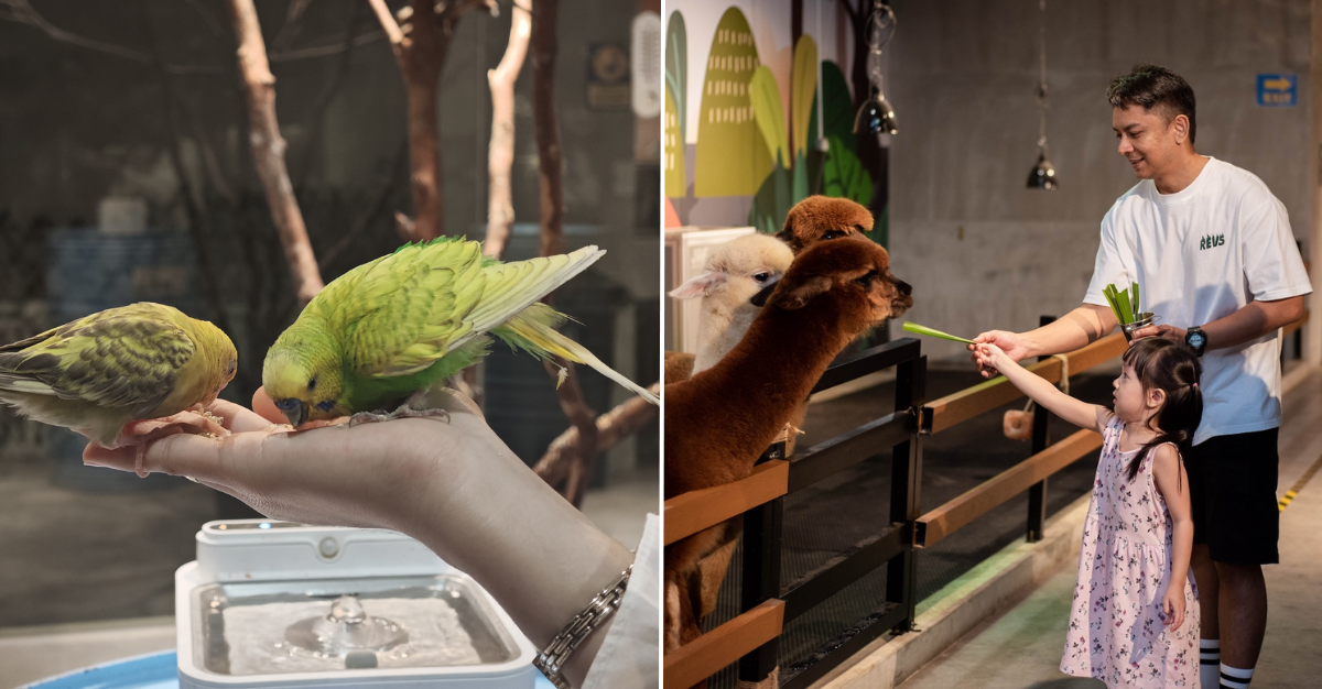 Escape The Heat & Spend Time With Animals At The Largest Indoor Petting ...