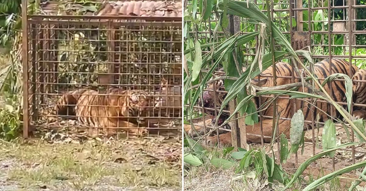 PERHILITAN Captures Tiger That Caused Terror & Allegedly Killed 2 Men ...