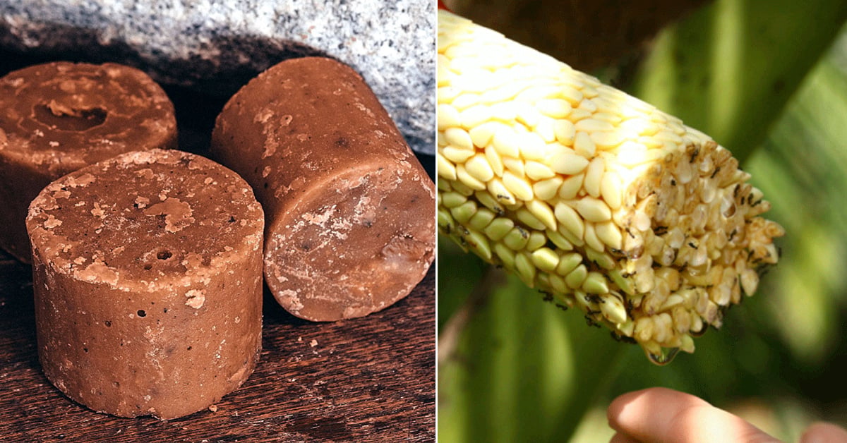 Did You Know: Gula Melaka Actually Comes From The Sap Of Coconut Palm ...