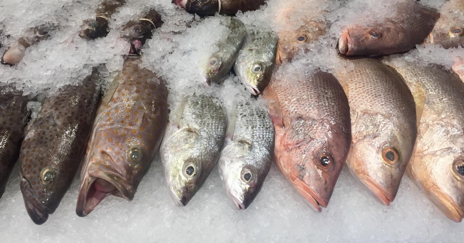 How To Know If The Fish You’re Picking Out Is Actually Fresh