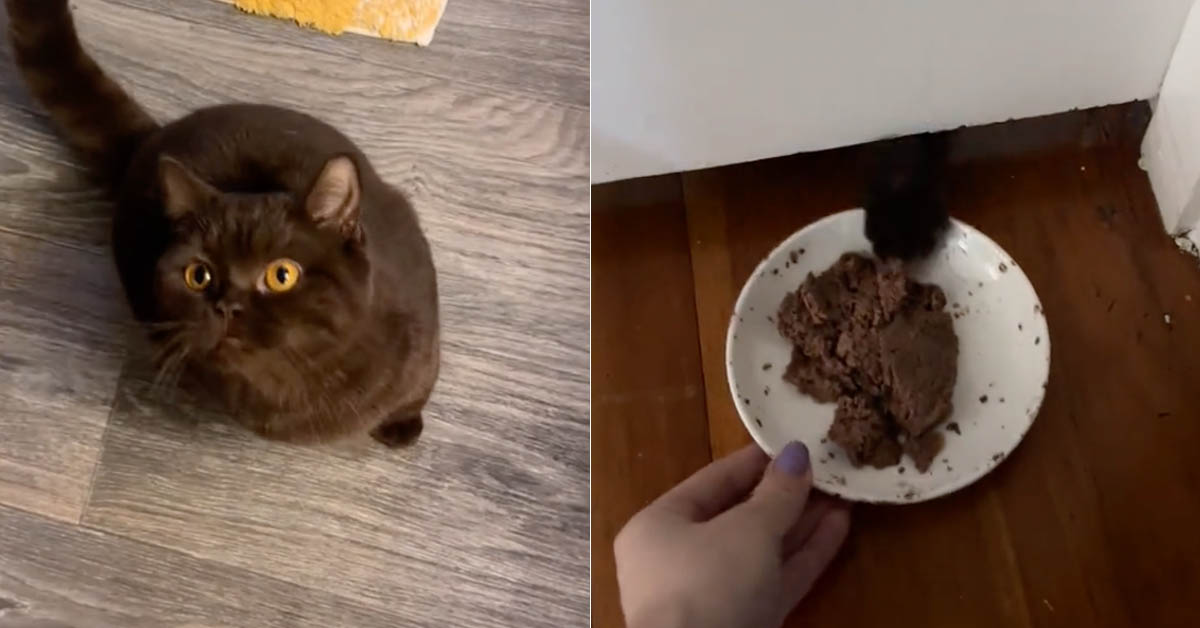 Funny Cat Grabs Food From Under Door Like He’s Been “Locked Up In ...