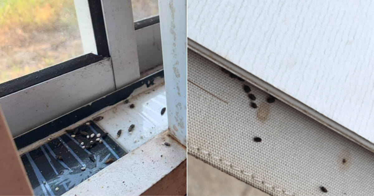 Can You Tell Cicak, Cockroach & Rat Poop Apart? Here’s How To Rid Your ...