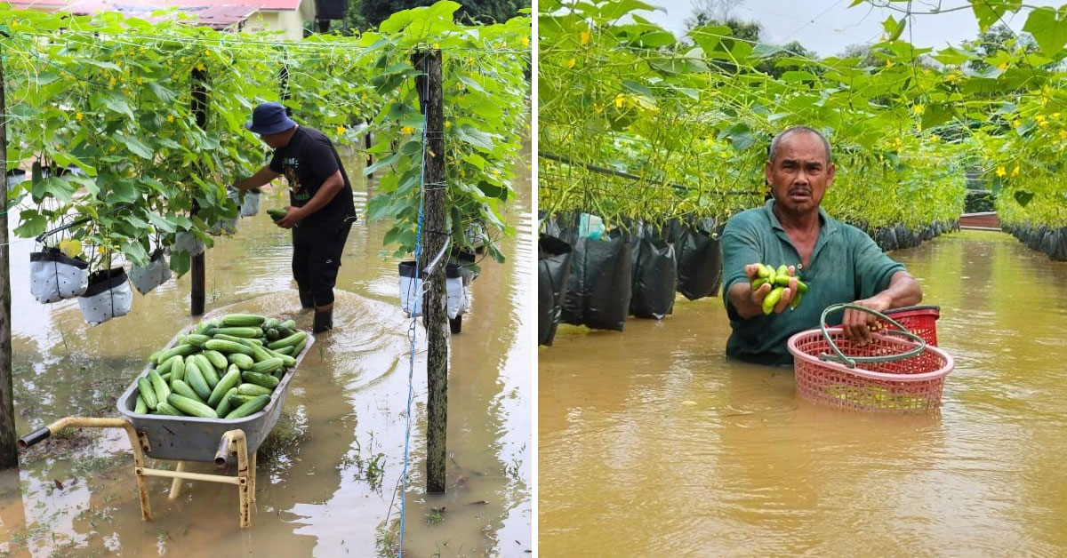 Vegetable Prices Increase By 50-80% Due To Flood Damage At Farms Across ...