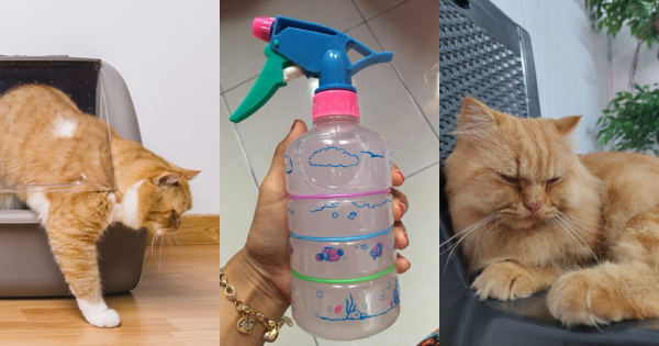 “Kuatnya Bau!” – Ini Petua Elak Kucing Kencing Merata & Hilangkan Bau ...