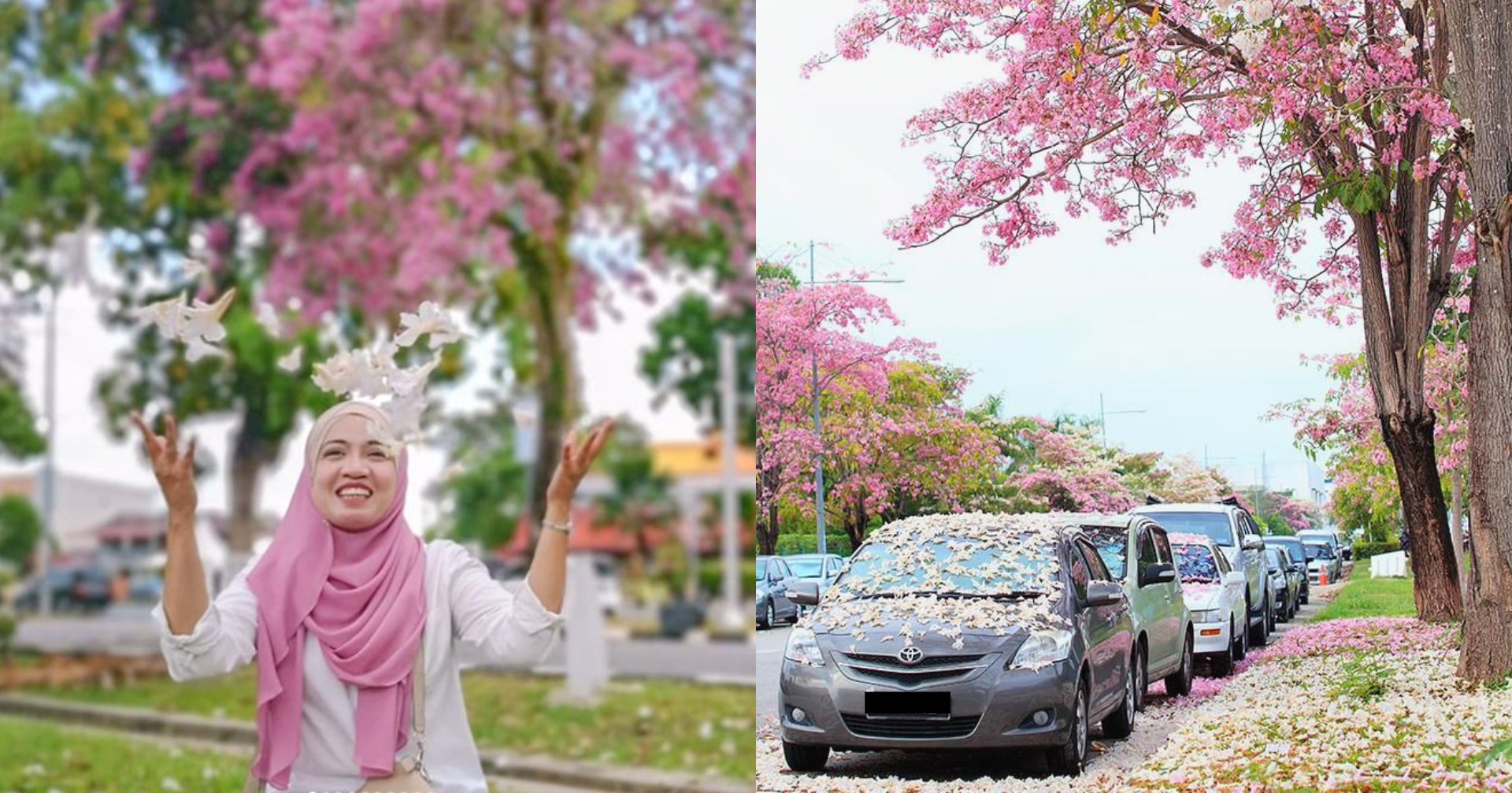 Tak Perlu Terbang Sampai Ke Jepun, Boleh Saja Nikmati Indahnya ‘Bunga ...