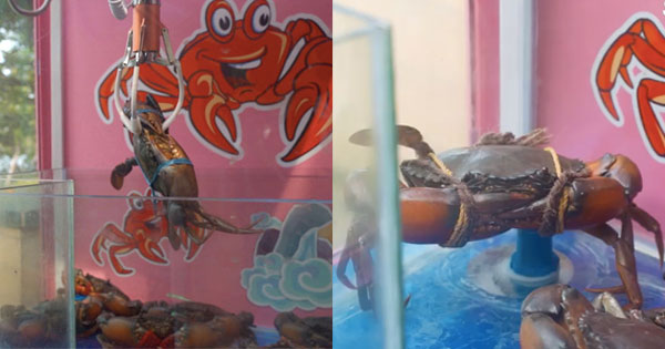 This Restaurant In Singapore Installed A Claw Machine For Diners To ...