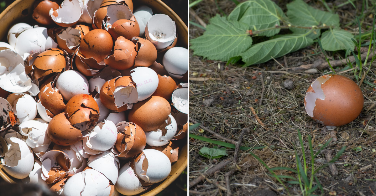6 Ways You Can Reuse Your Eggshells That Can Save You Some Money