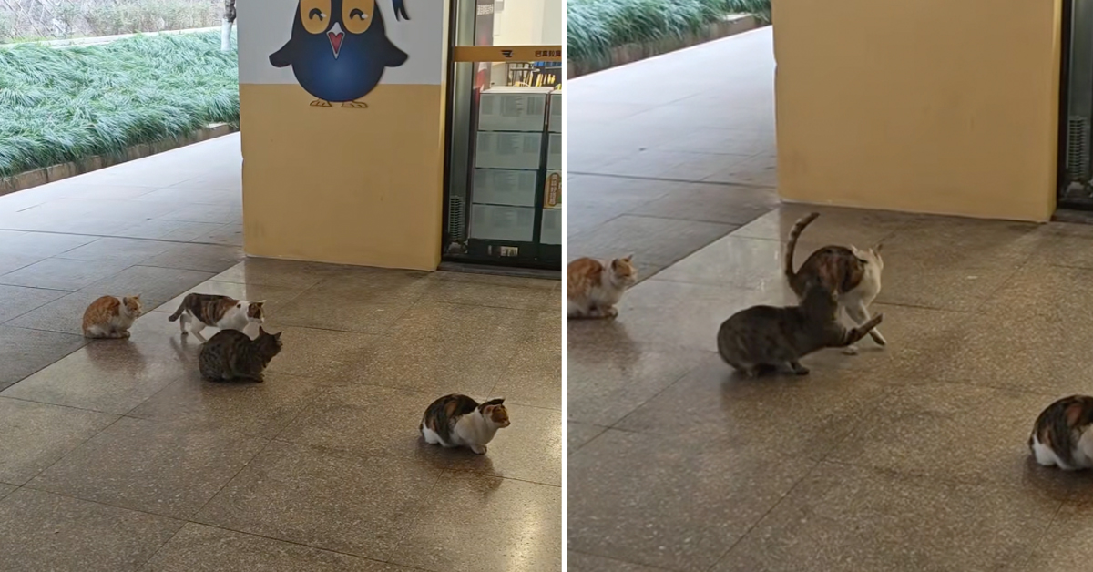 Cat Tries To Cut Queue For Food And Immediately Gets Smacked By Another Cat