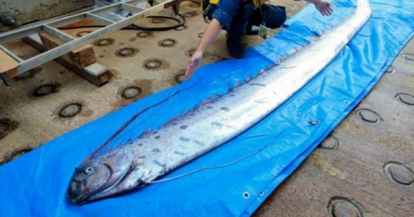 Several Dead ‘Bad Omen’ Fish Findings Are Making Japanese Fear That A ...