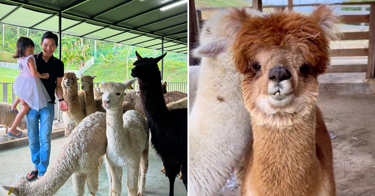 New Alpaca Petting Zoo Opens In Gopeng With Cutie Patootie Floofs