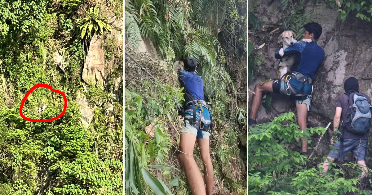 M’sians Brave Dangerous Climb To Rescue Dog Stranded On Cliff In PJ