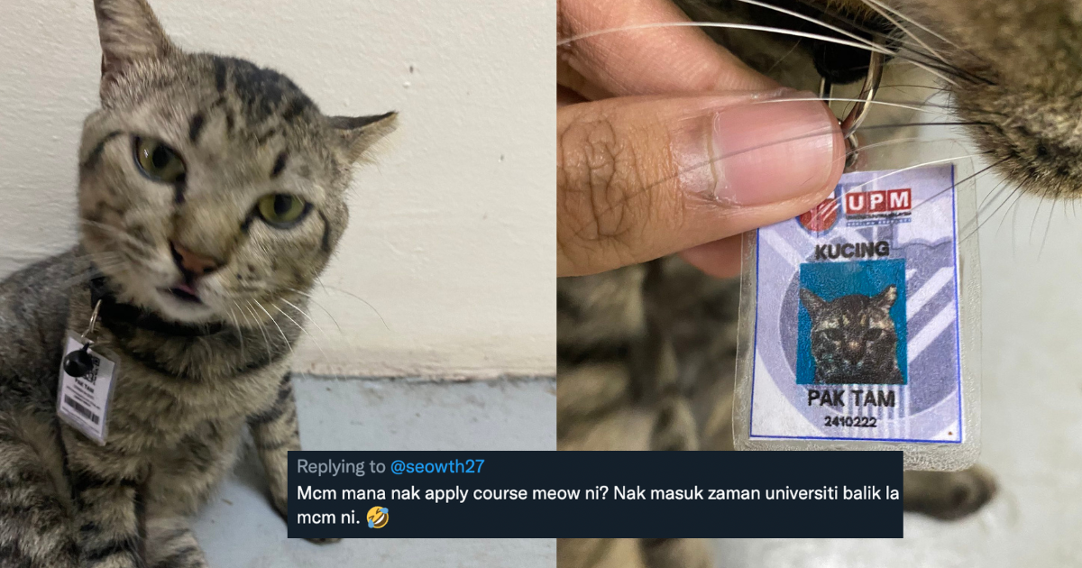 “Another Level” – Kucing Di UPM Siap Pakai Kad Matrik Pada Leher Jadi ...