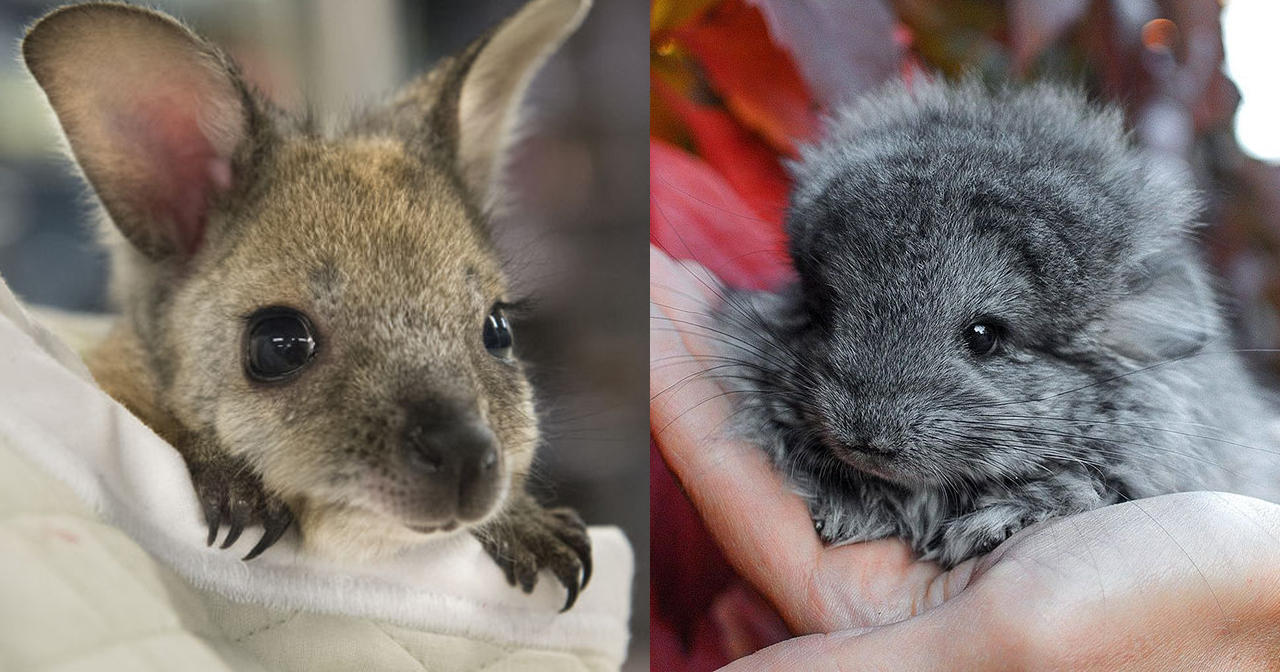 [PHOTOS] 28 Baby Animals You May Have Never Seen Before To Brighten Up ...