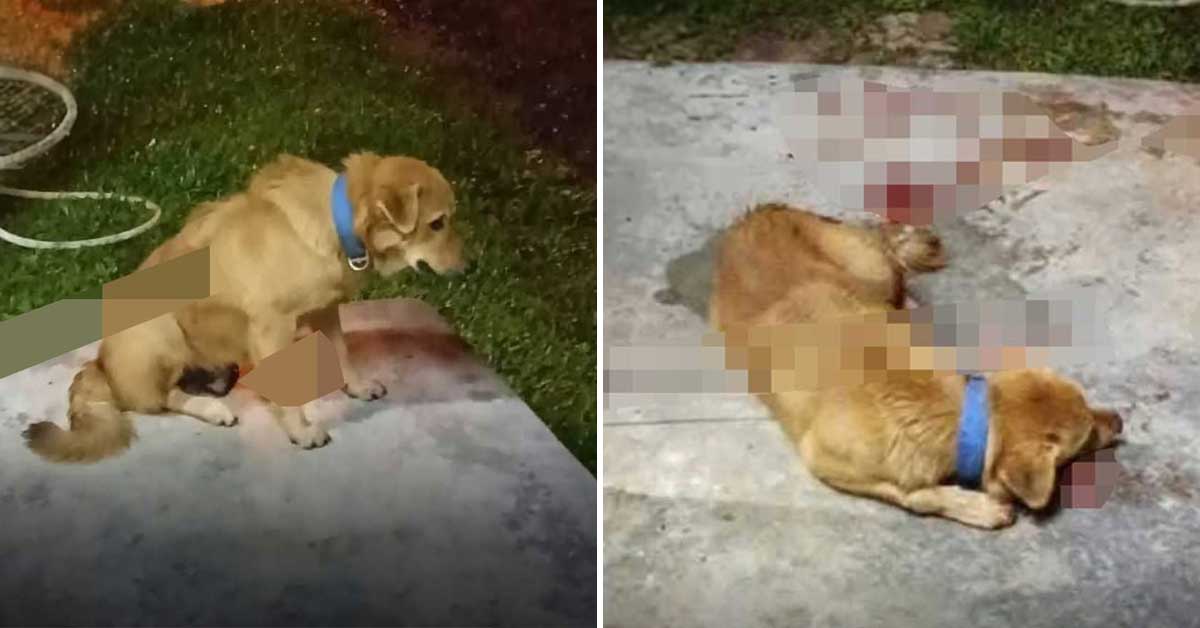 Dog Dies After Being Shot With Arrow For Allegedly Entering Farm ...