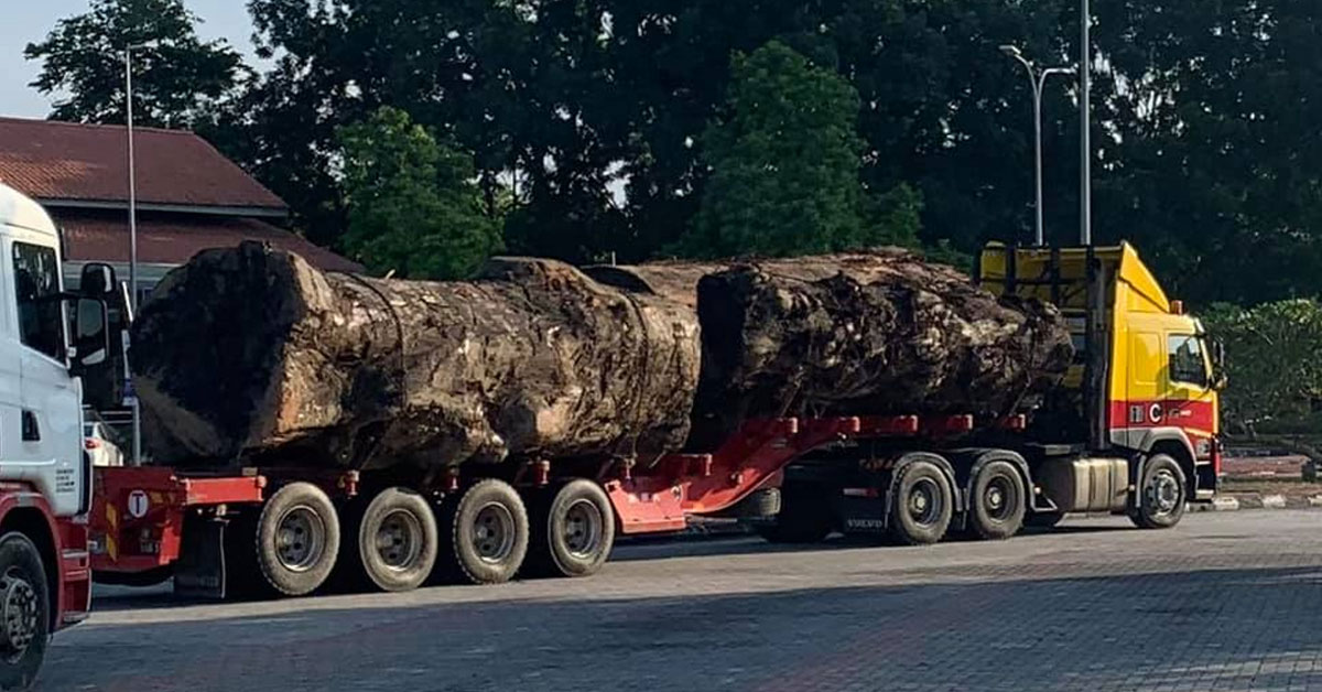 Photos Of A Trailer Carrying A Gigantic ‘500-Year-Old’ Tree Trunk In ...