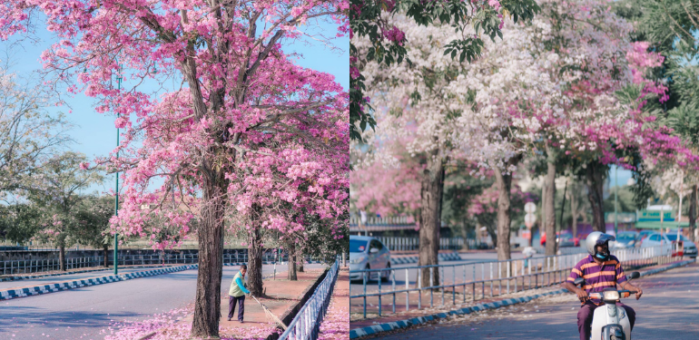 [GAMBAR] Musim ‘Sakura’ Datang Lagi Di Malaysia. Sebiji Macam Dekat Jepun!
