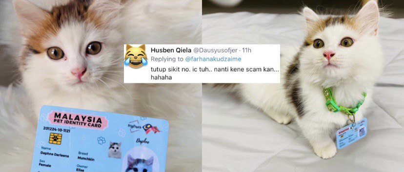 Gadis Ini Dipuji Berniaga ‘Custom-Made IC’ Untuk Haiwan Peliharaan ...
