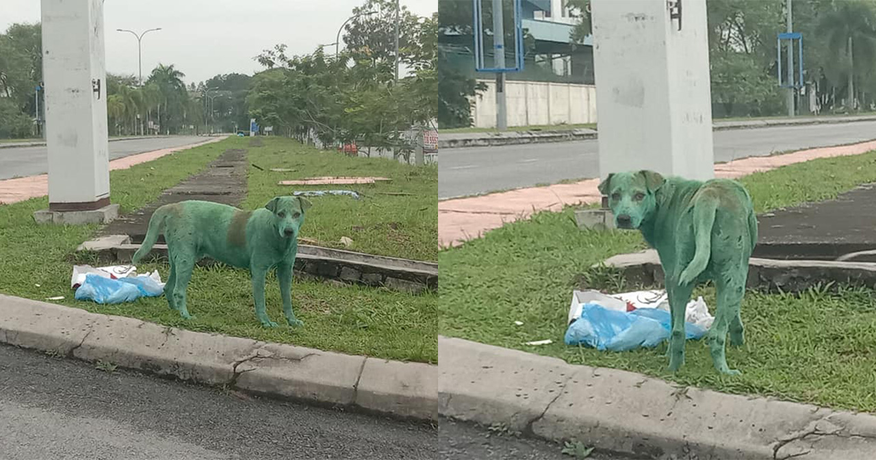 Someone Found A Stray Dog Completely Dyed Green In Shah Alam