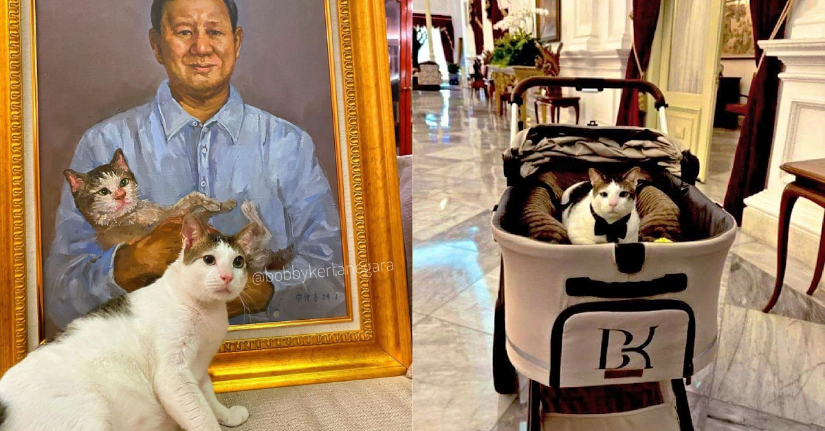 Meet ‘First Cat’ Bobby: Indonesia’s 8th President Prabowo’s Cat & New ...