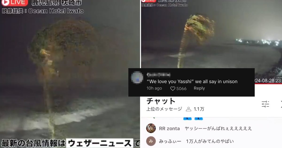 Palm Tree Goes Viral As People Root For Its Survival During Typhoon