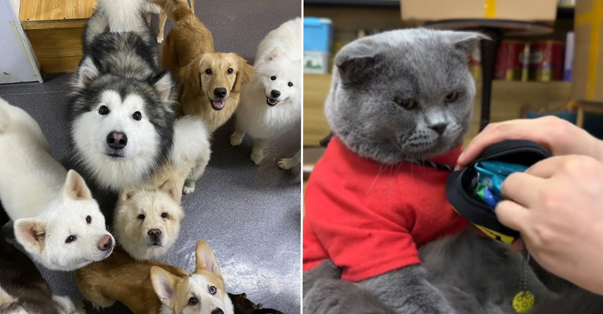 Pet Owners In China Are Sending Their Furbabies To Cafés To “Work”