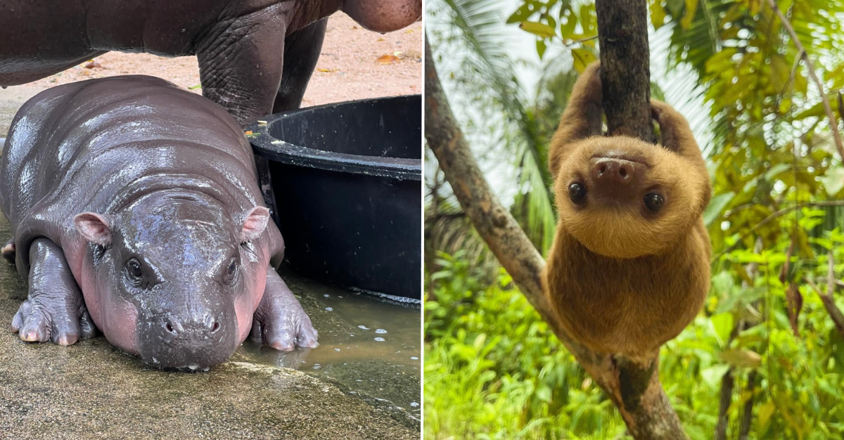 6 Baby Animals That Are Winning Over The Internet With Their Cuteness ...