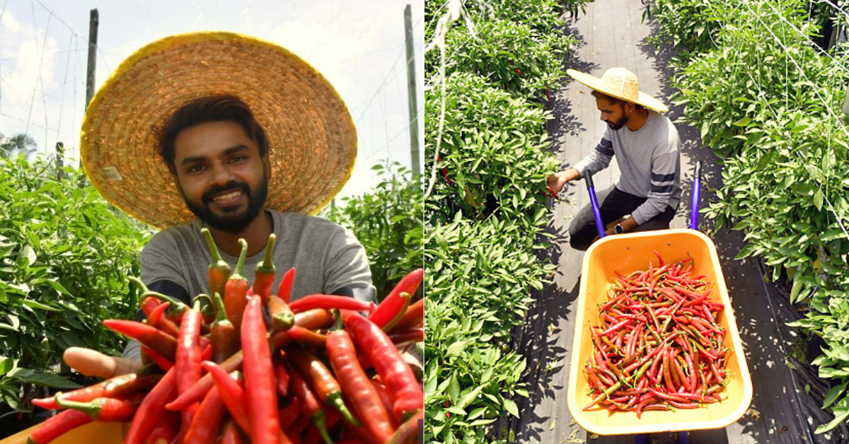 29-Year-Old Software Engineer Leaves Office Job To Become A Chilli ...