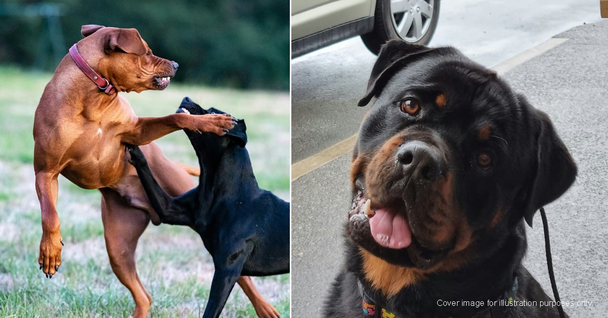 Animal Groups Say Banning “Aggressive” Dog Breeds Isn’t The Solution