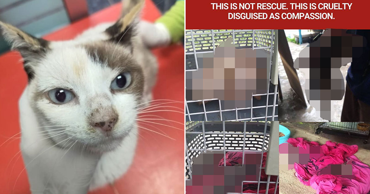 Gombak Shelter Mistreats Cats After Charging RM80 Each For Rescue, NGO ...
