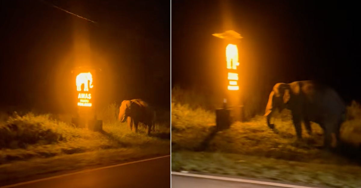 This Elephant In Perak Saw A Flashing Elephant Sign… And Literally ...