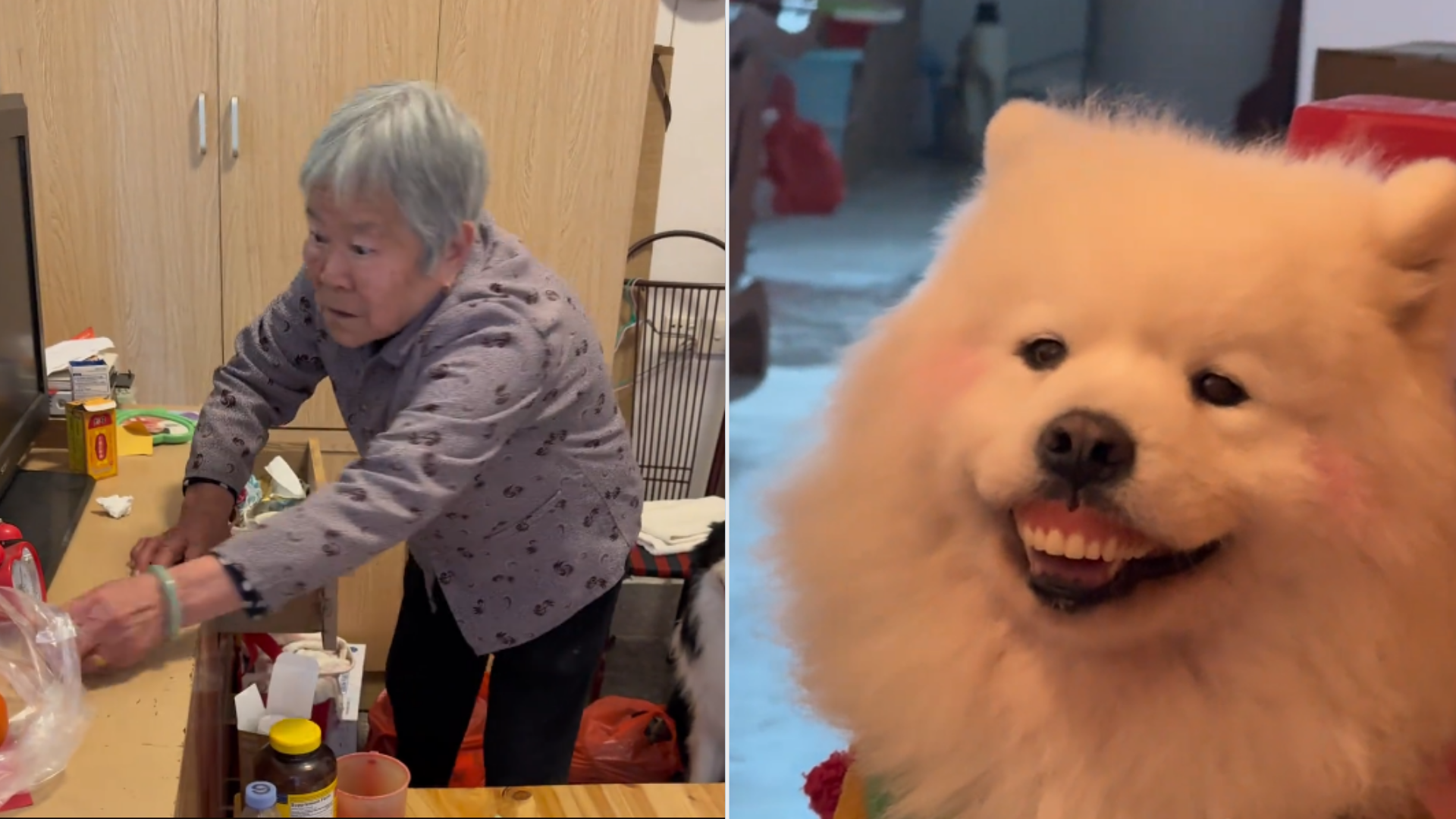 Family Frantically Searches For Grandma’s Lost Dentures & Finds Their ...