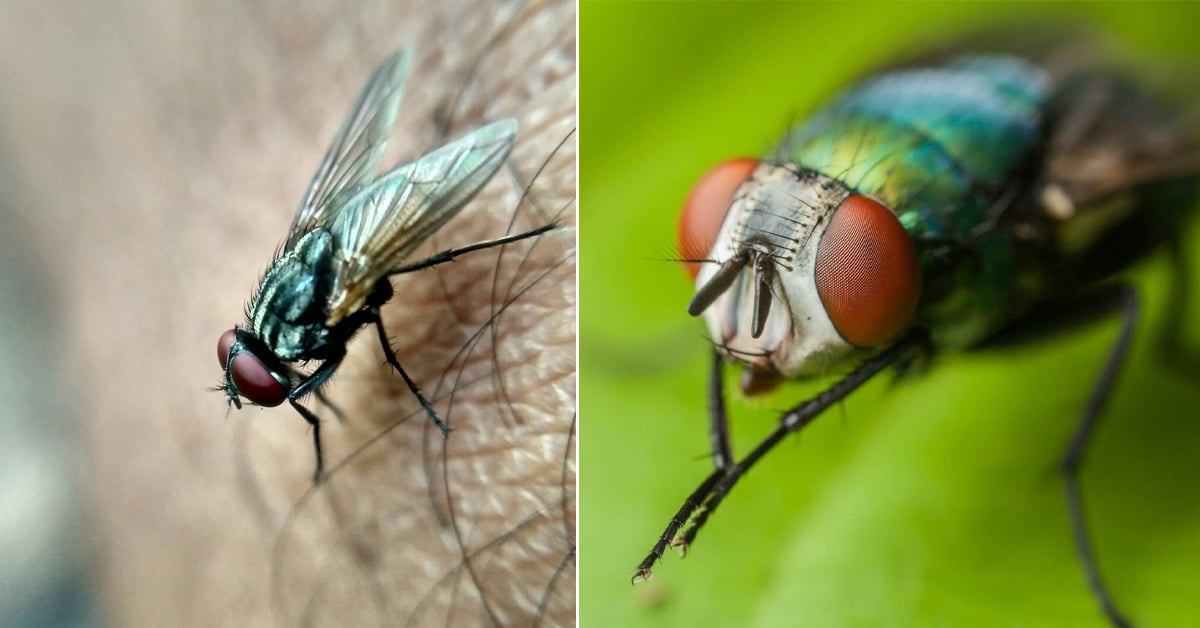 Here’s Why Flies Rub Their Hands Like They’re Planning World Domination