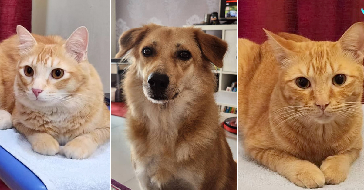 Putra Heights Fire: Owner Seeks Missing Dog ‘Butter’ & Two Cats